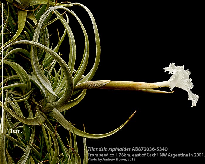 Tillandsia pricelist Anwyl Bromeliads