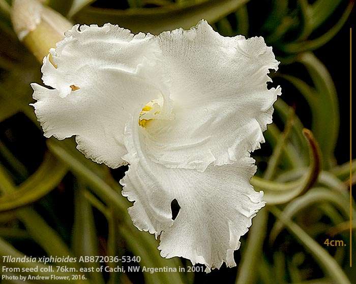 Tillandsia pricelist Anwyl Bromeliads